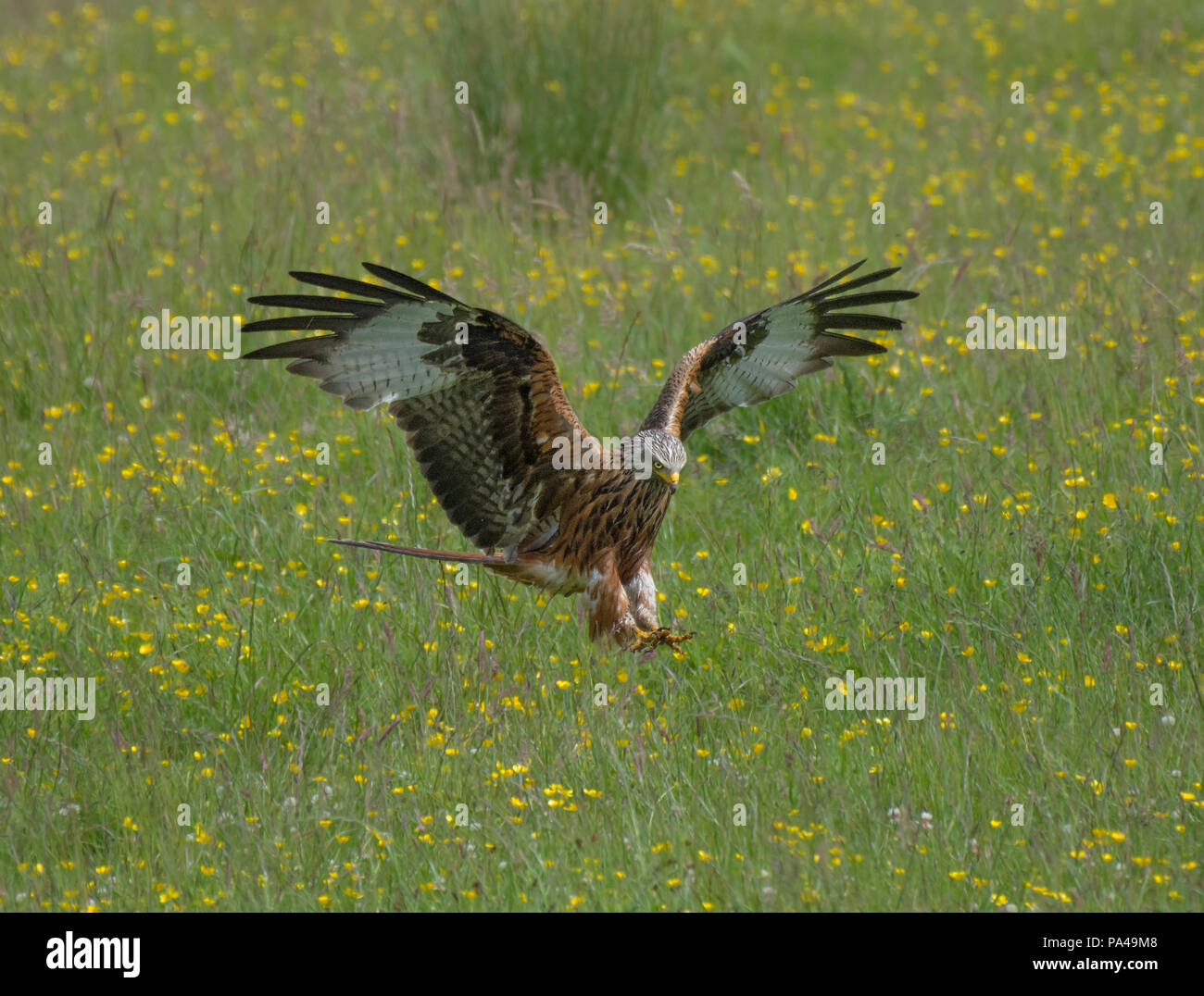 Swooping predator hi-res stock photography and images - Alamy