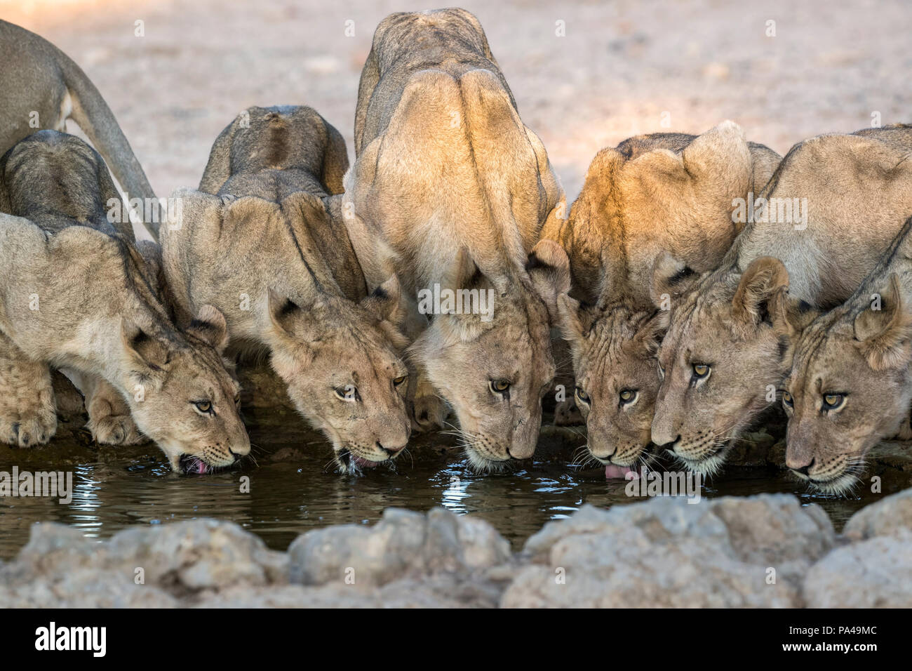Lions drinking water hi-res stock photography and images - Alamy
