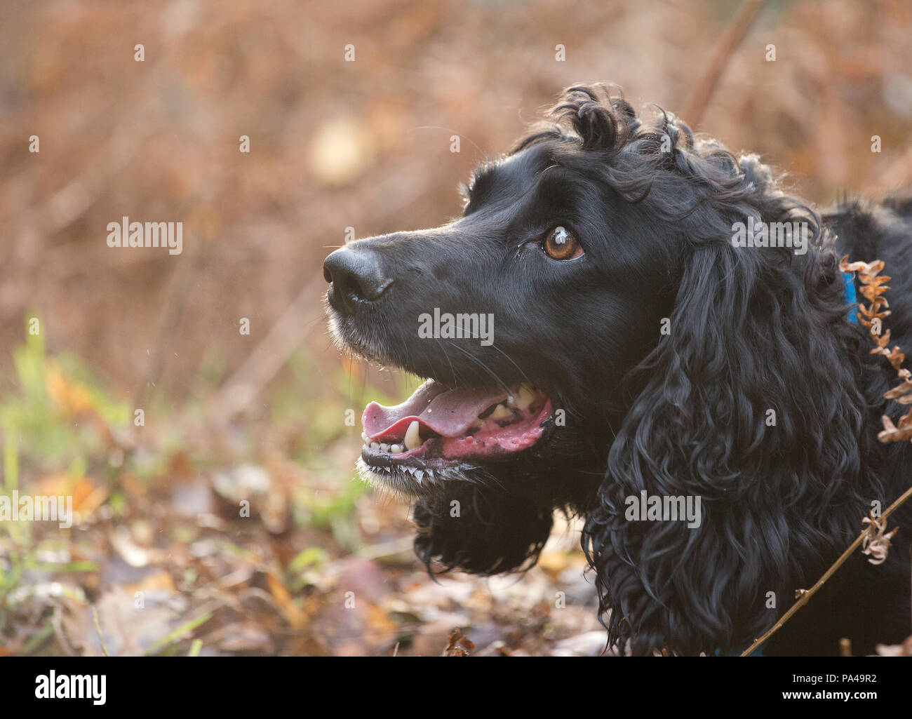 Springer spaniel sitting woods hi-res stock photography and images - Alamy