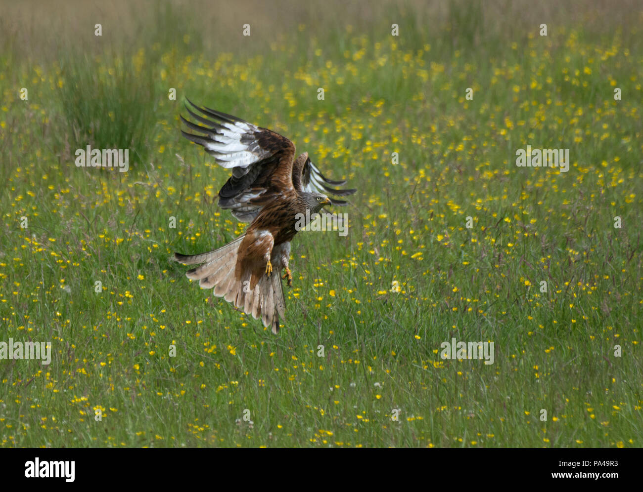 Swooping predator hi-res stock photography and images - Alamy