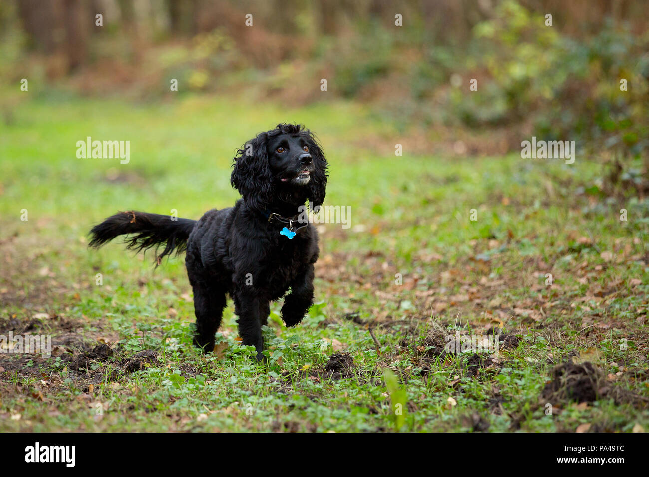 Black springer spaniel hi-res stock photography and images - Alamy