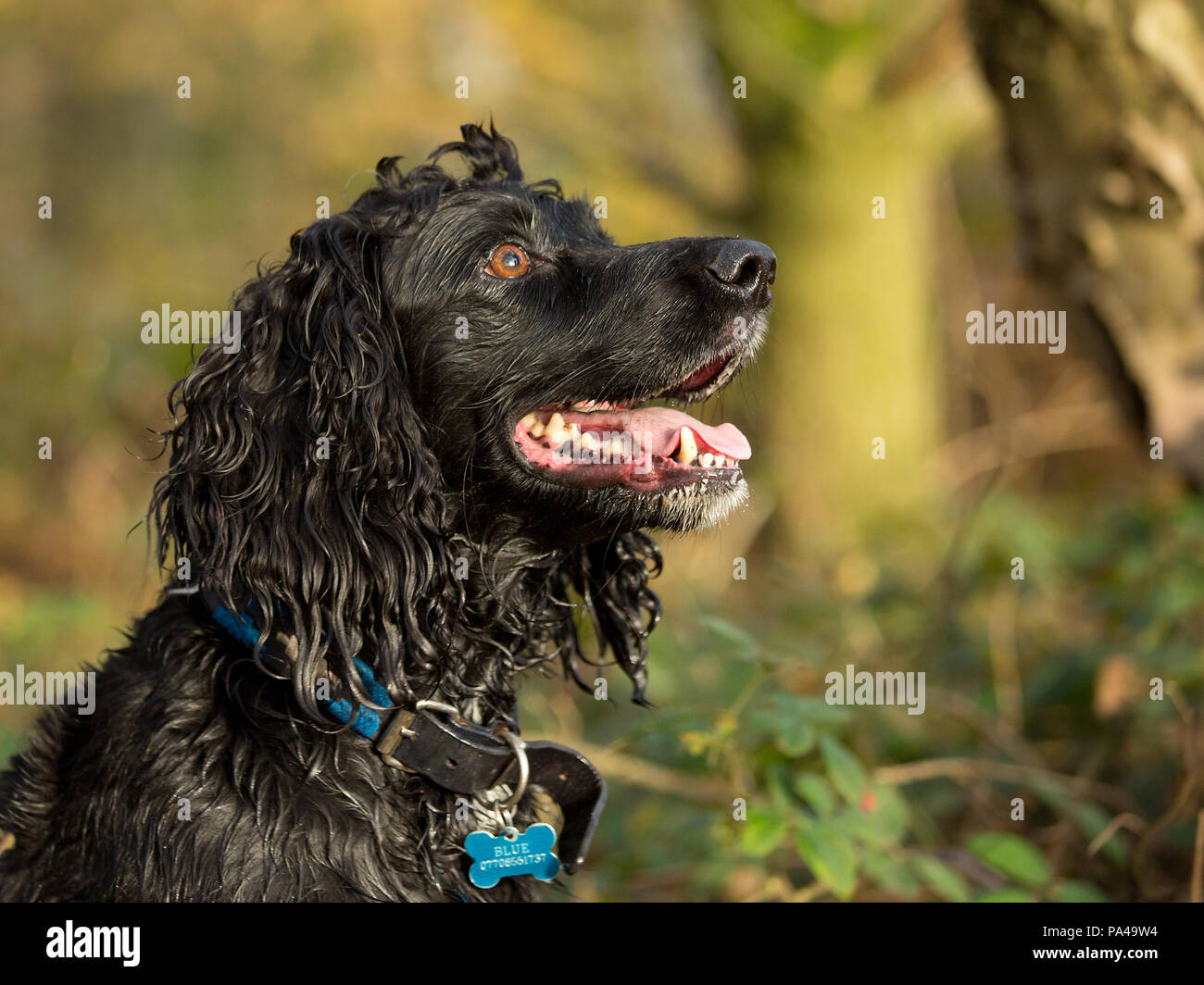Black Springer spaniel playing in the wood Stock Photo - Alamy