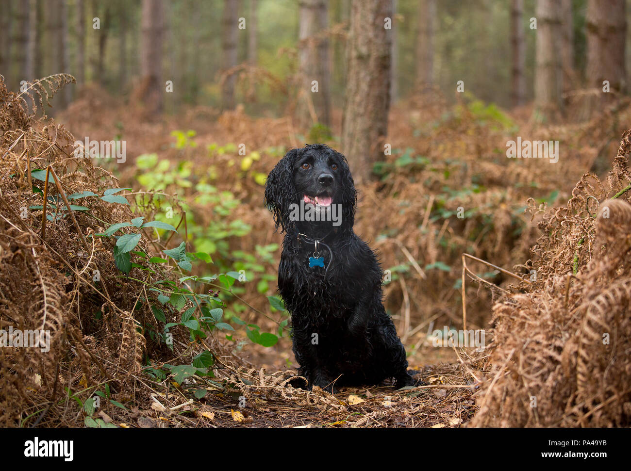 Black springer spaniel hi-res stock photography and images - Alamy