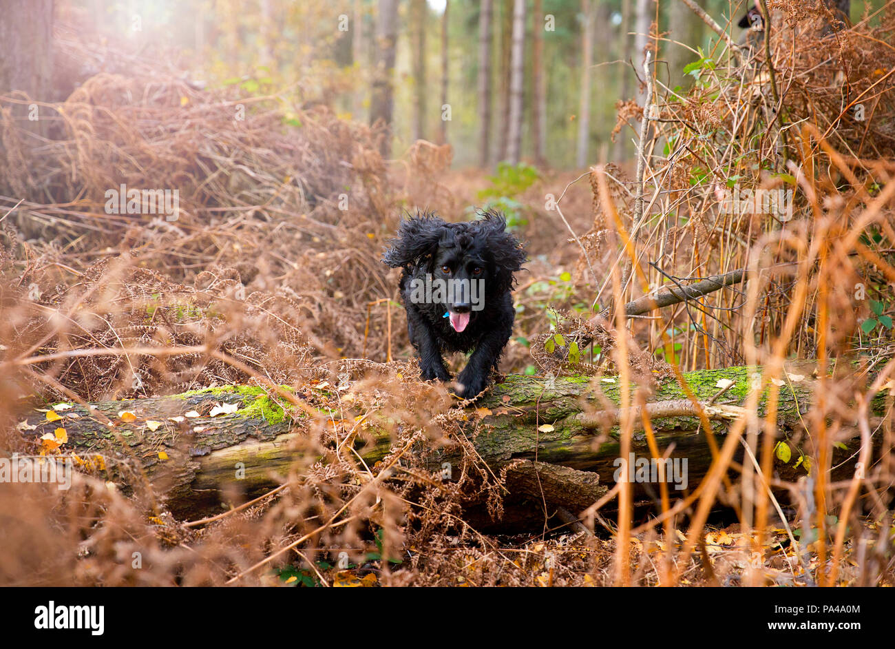 Black Springer spaniel playing in the wood Stock Photo - Alamy