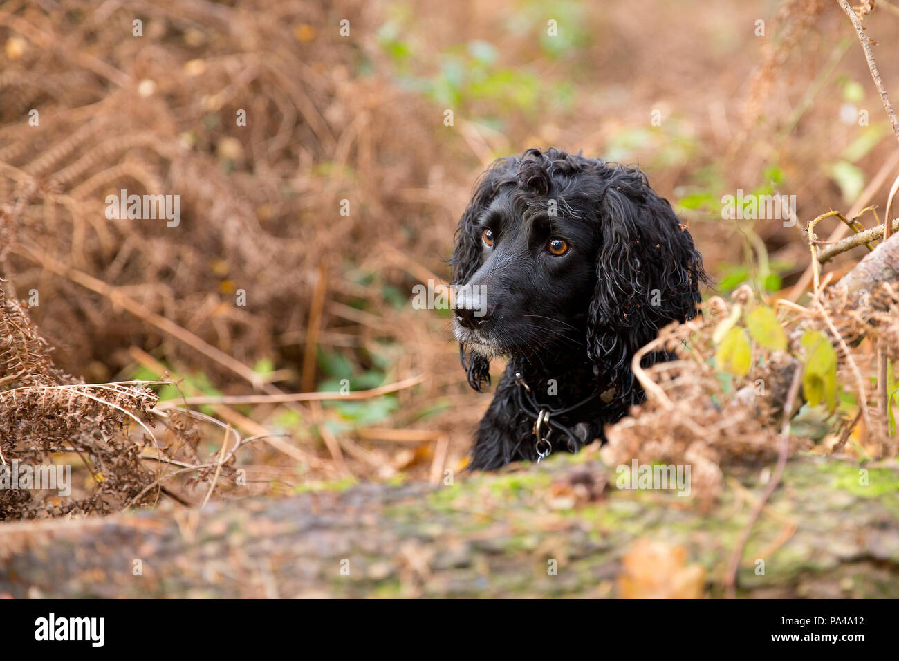 Black Springer spaniel playing in the wood Stock Photo - Alamy