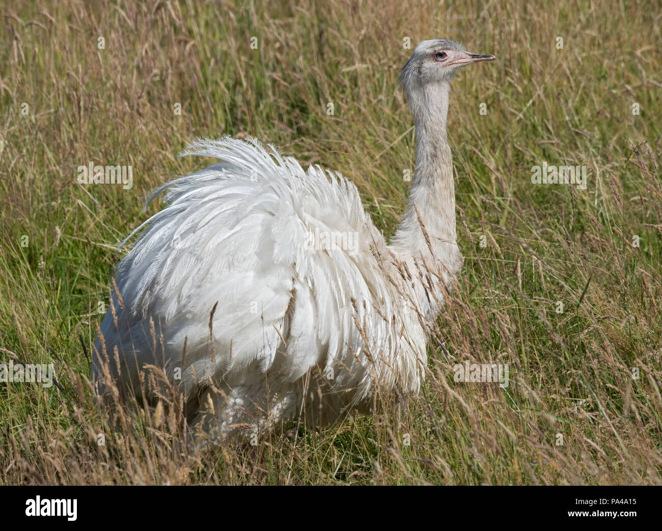 White Rhea Stock Photos & White Rhea Stock Images - Alamy