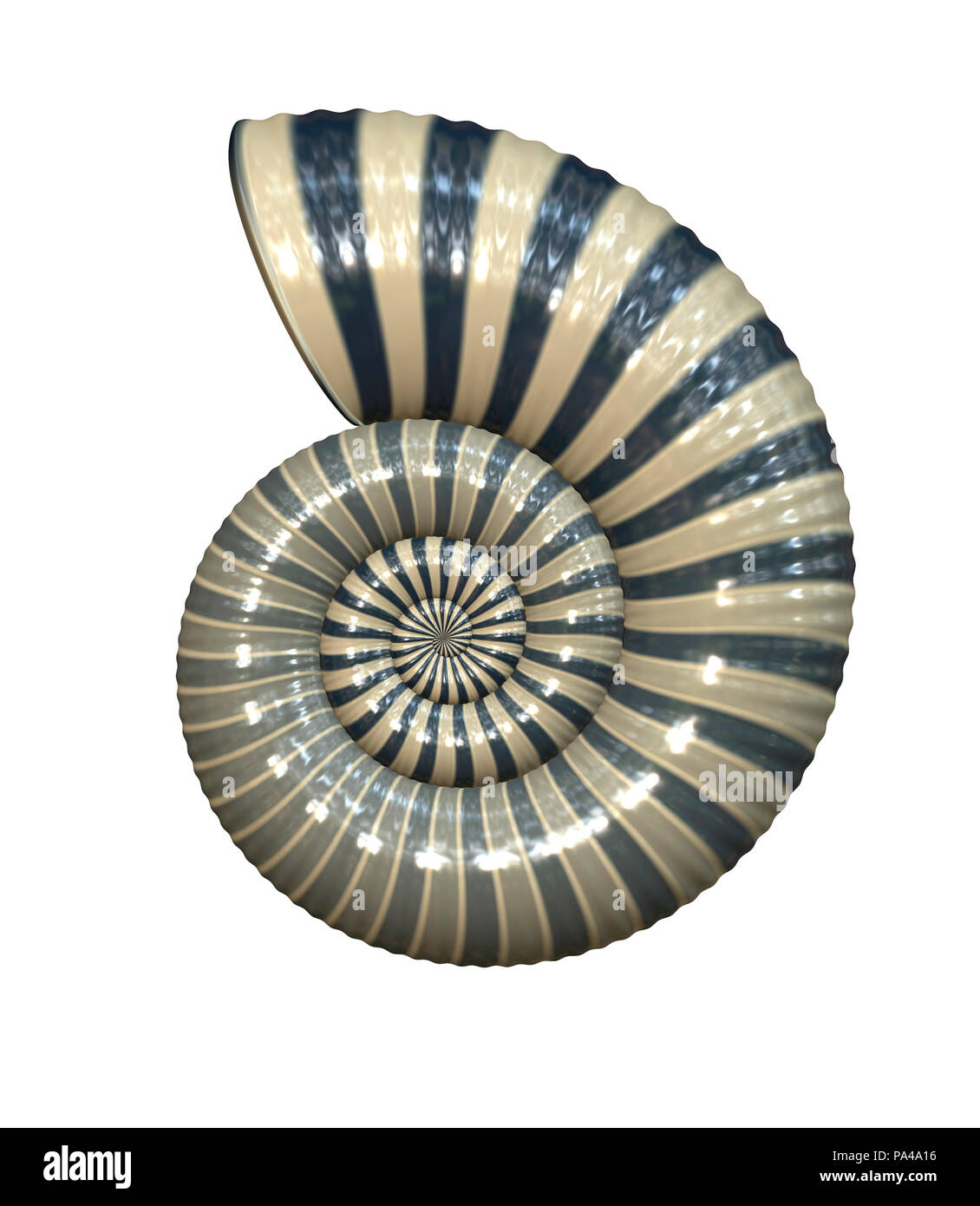 Detailed shell texture Cut Out Stock Images & Pictures - Alamy