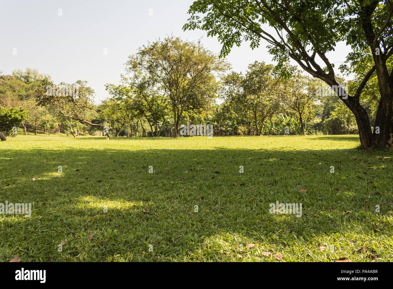 A beautiful city green freshly mowed park with trees suitable for ...