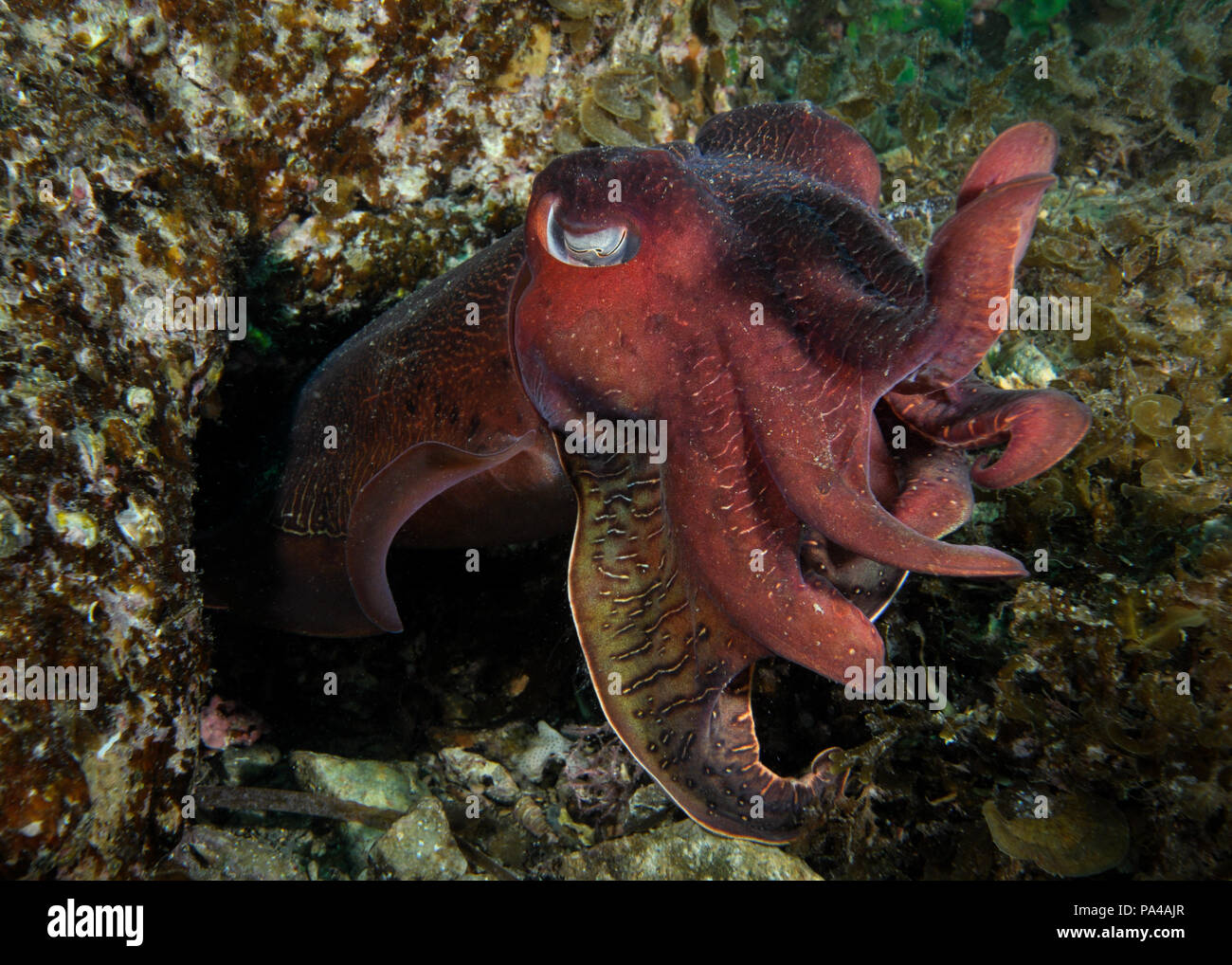 Giant Cuttlefish portrait Stock Photo - Alamy