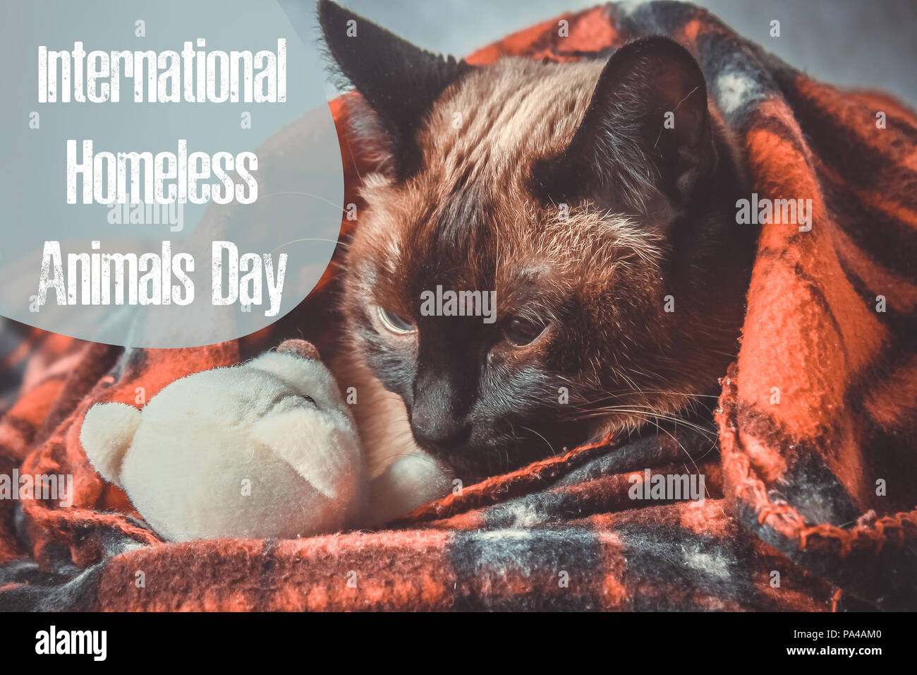 World day of stray animals. 18 August. International Homeless Animals ...