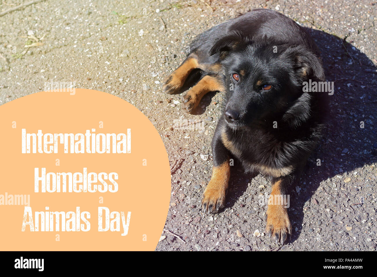 World day of stray animals. 18 August. International Homeless Animals ...