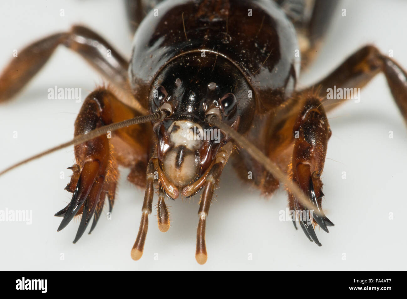 Mole Cricket portrait Stock Photo - Alamy