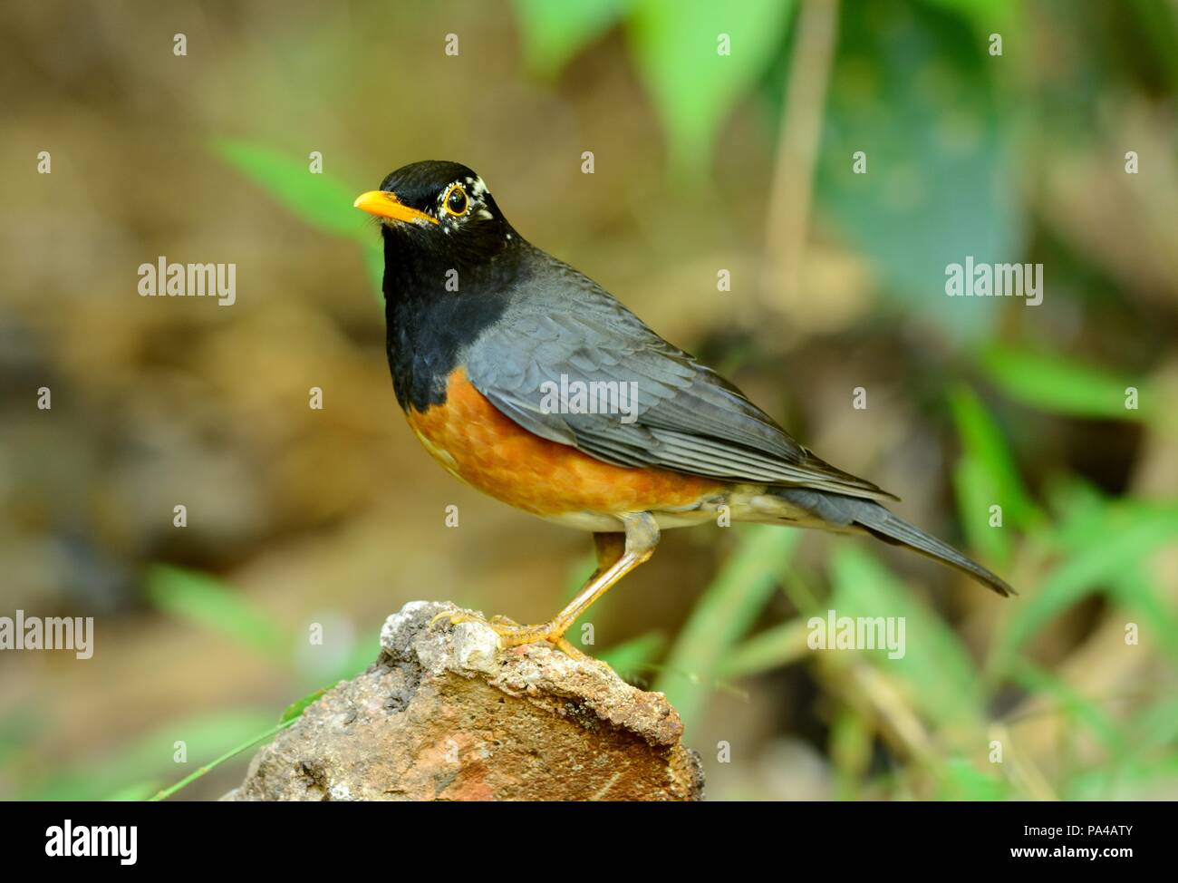beautiful male Black-breasted Thrush (Turdus dissimilis) in Thailand Stock Photo - Alamy