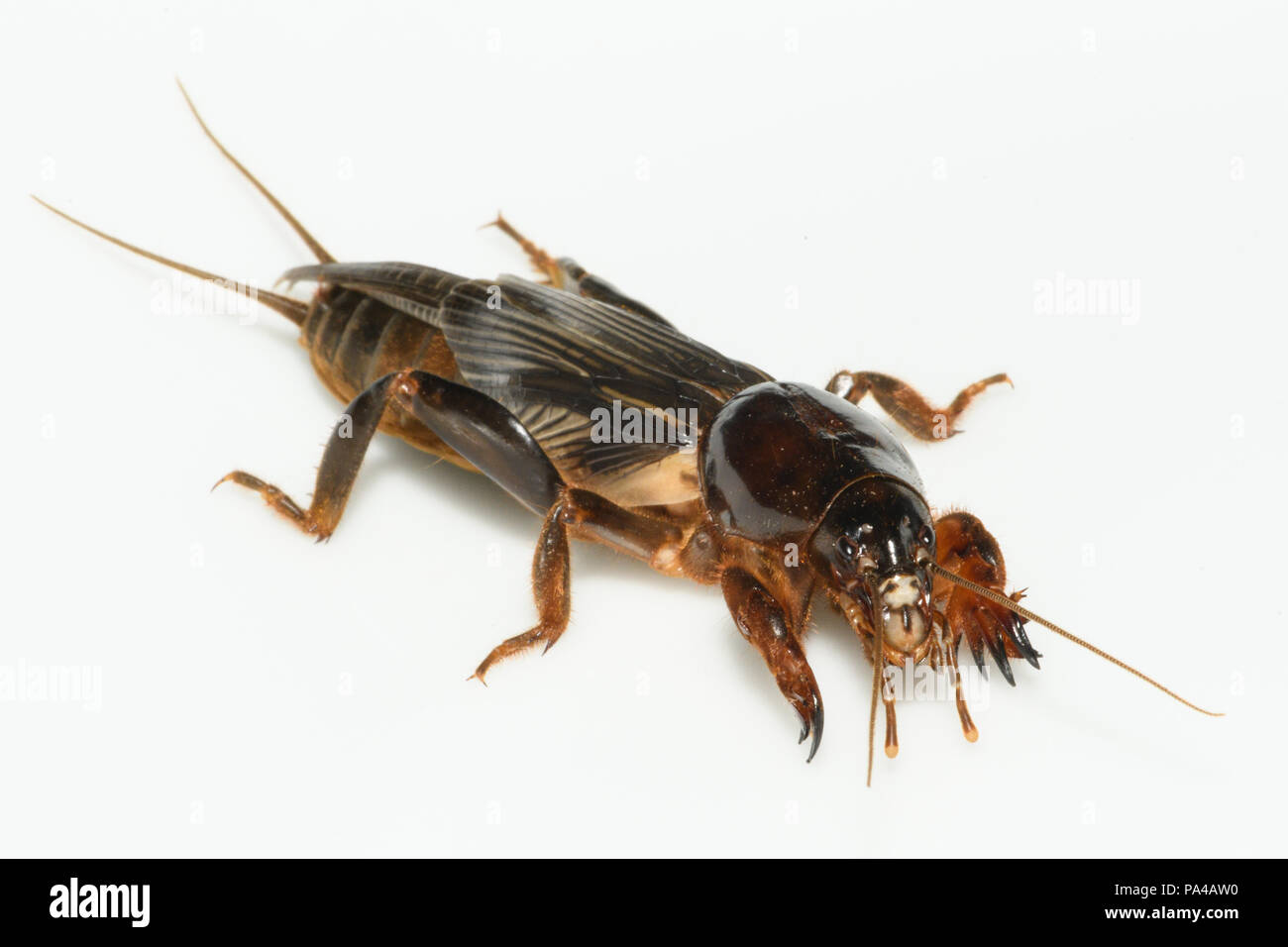 Mole cricket hi-res stock photography and images - Alamy