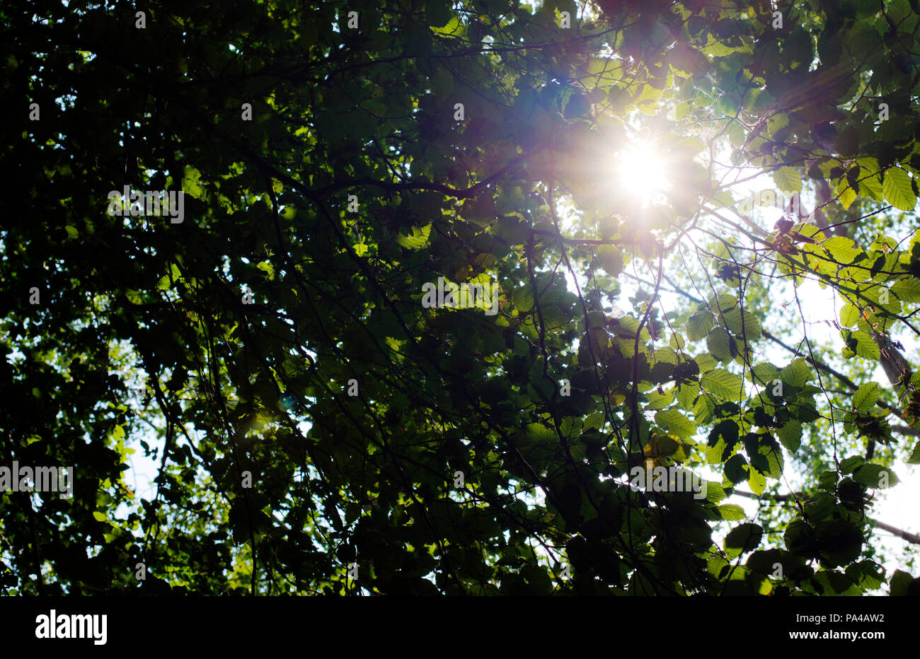 Backlit tree canopy hi-res stock photography and images - Alamy