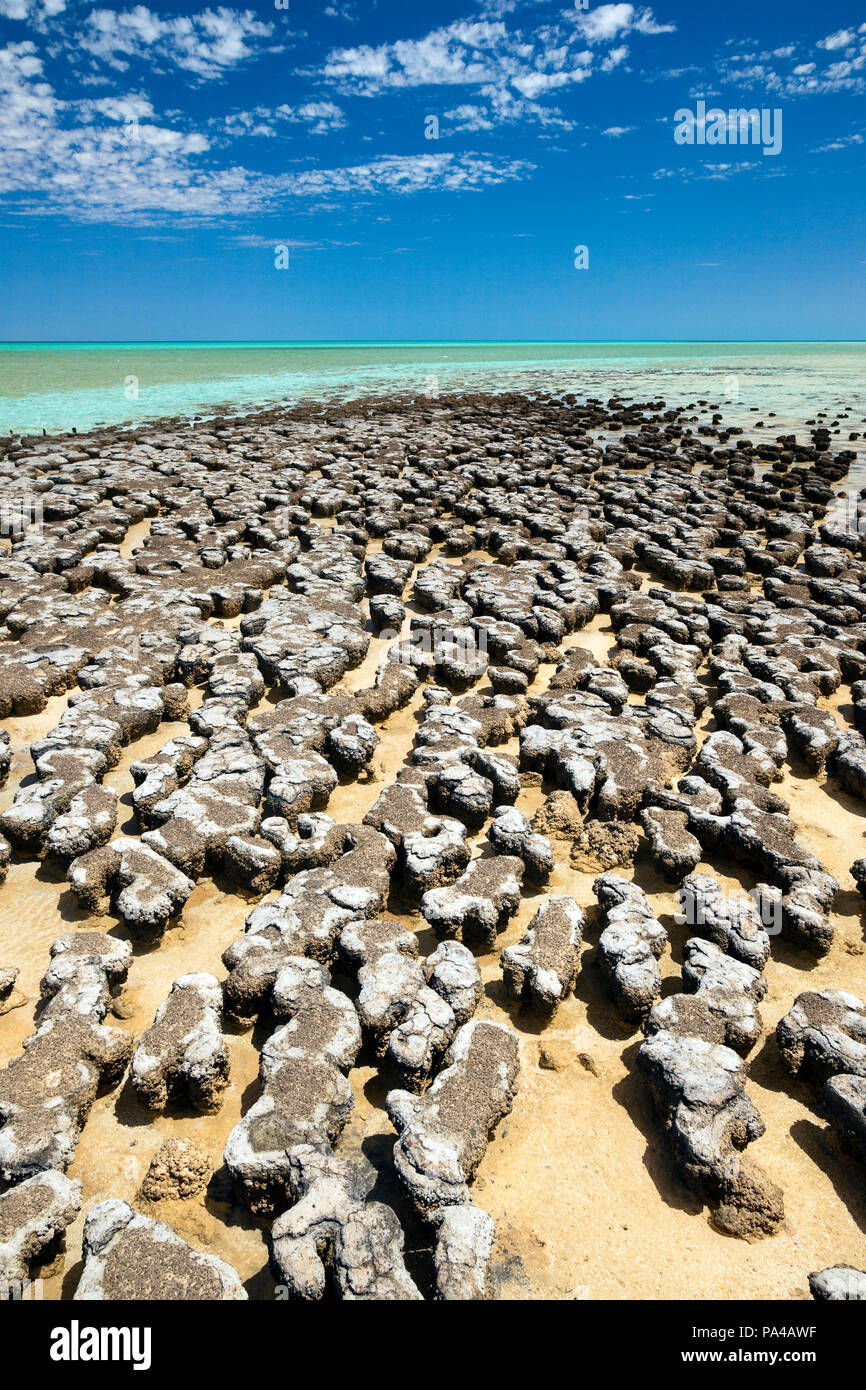 Prokaryotes fossils hi-res stock photography and images - Alamy