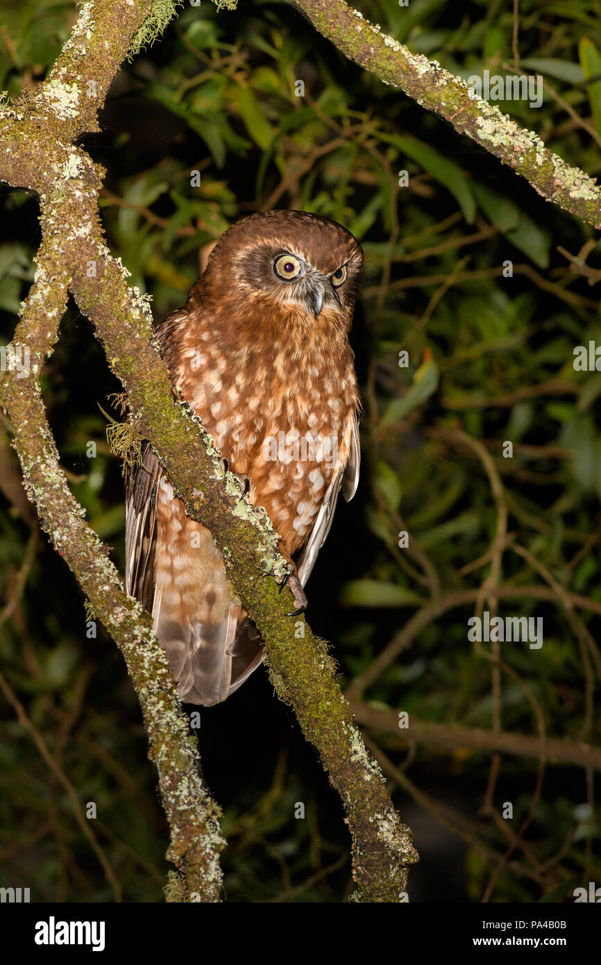 Southern Boobook Owl perched Stock Photo - Alamy