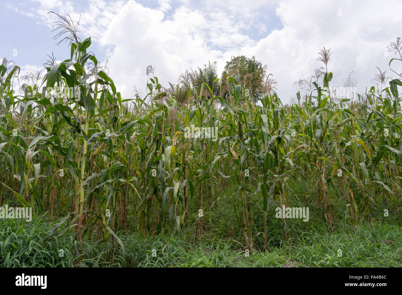 Traditional maize cultivation hi-res stock photography and images - Alamy