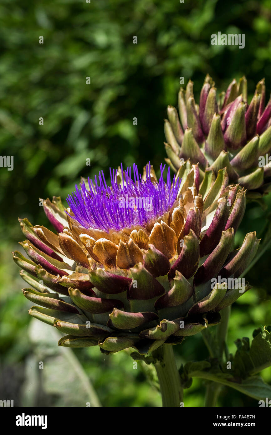 Cardone High Resolution Stock Photography and Images - Alamy