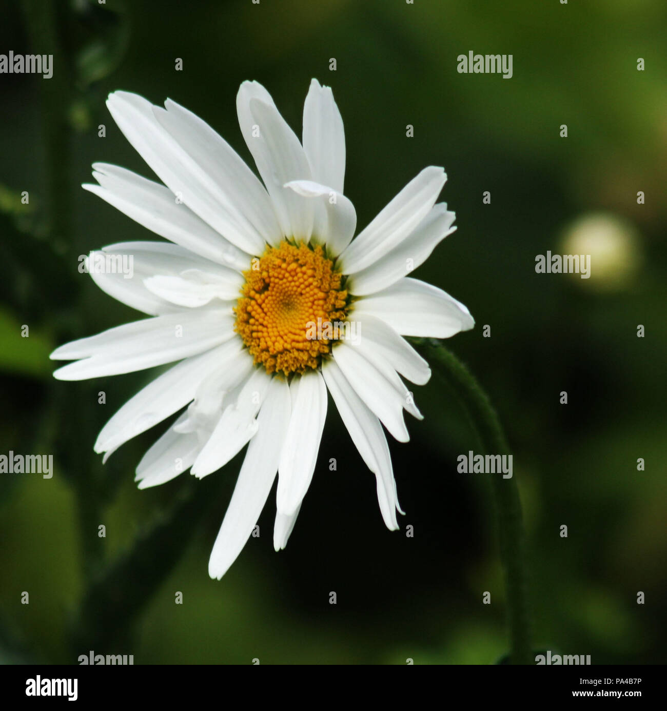 Villikukkia hi-res stock photography and images - Alamy