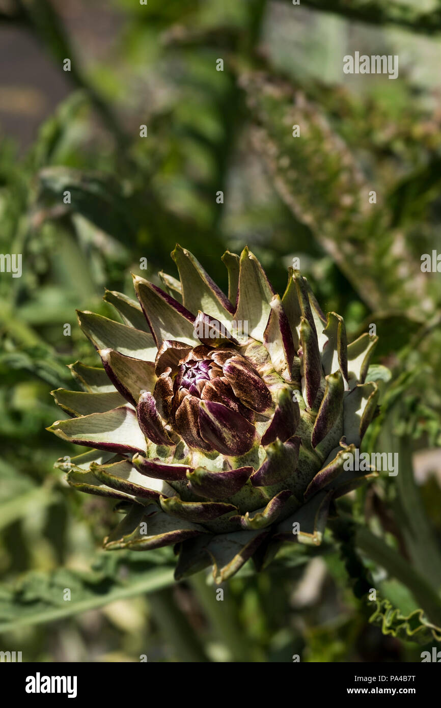 Cardone High Resolution Stock Photography and Images - Alamy