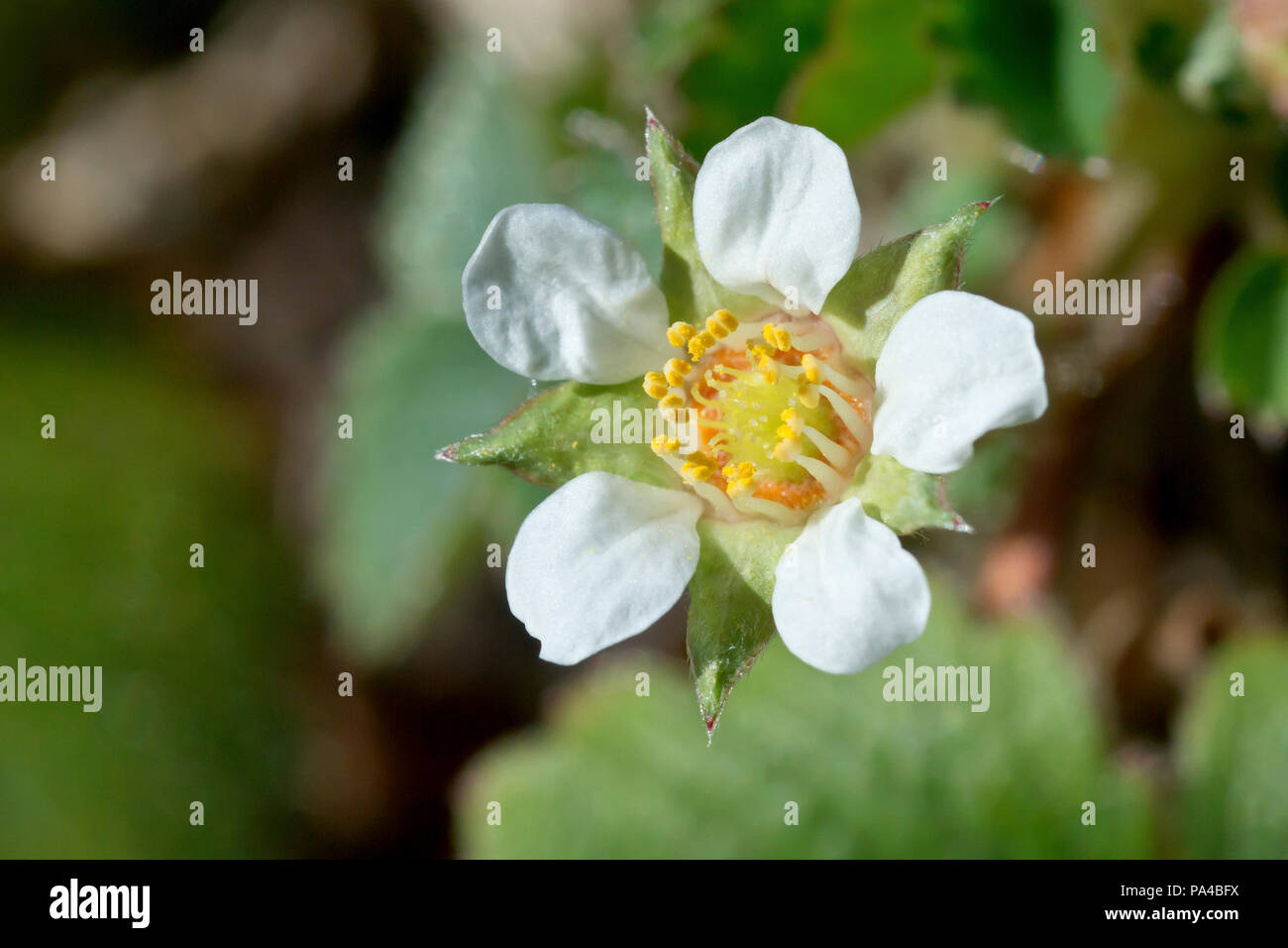 Barren Strawberry (potentilla sterilis), close up of a solitary flower ...