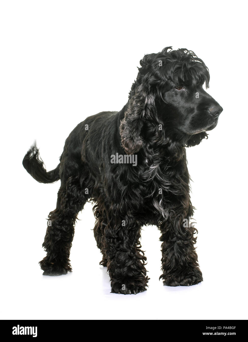 black american cocker in front of white background Stock Photo - Alamy