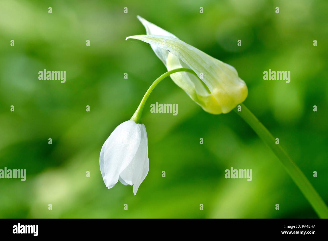 White allium flower in focus hi-res stock photography and images - Alamy