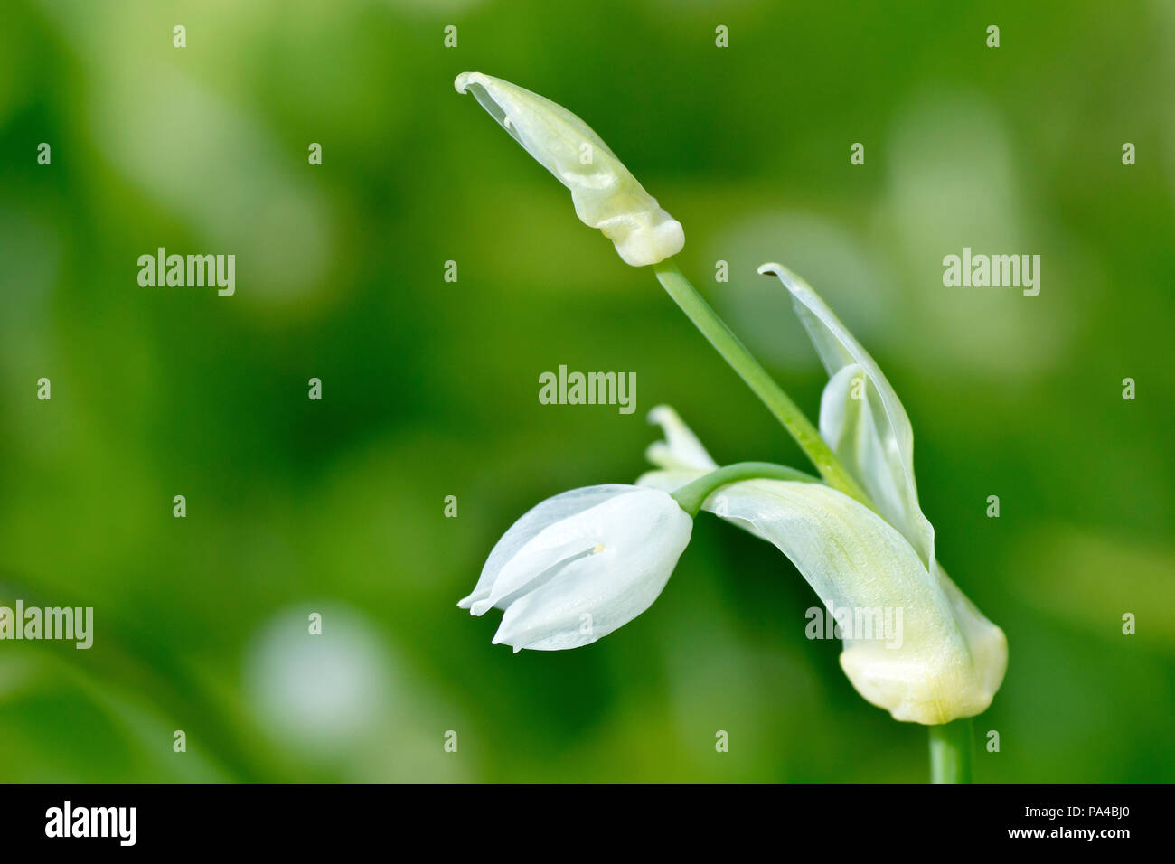 White allium flower in focus hi-res stock photography and images - Alamy