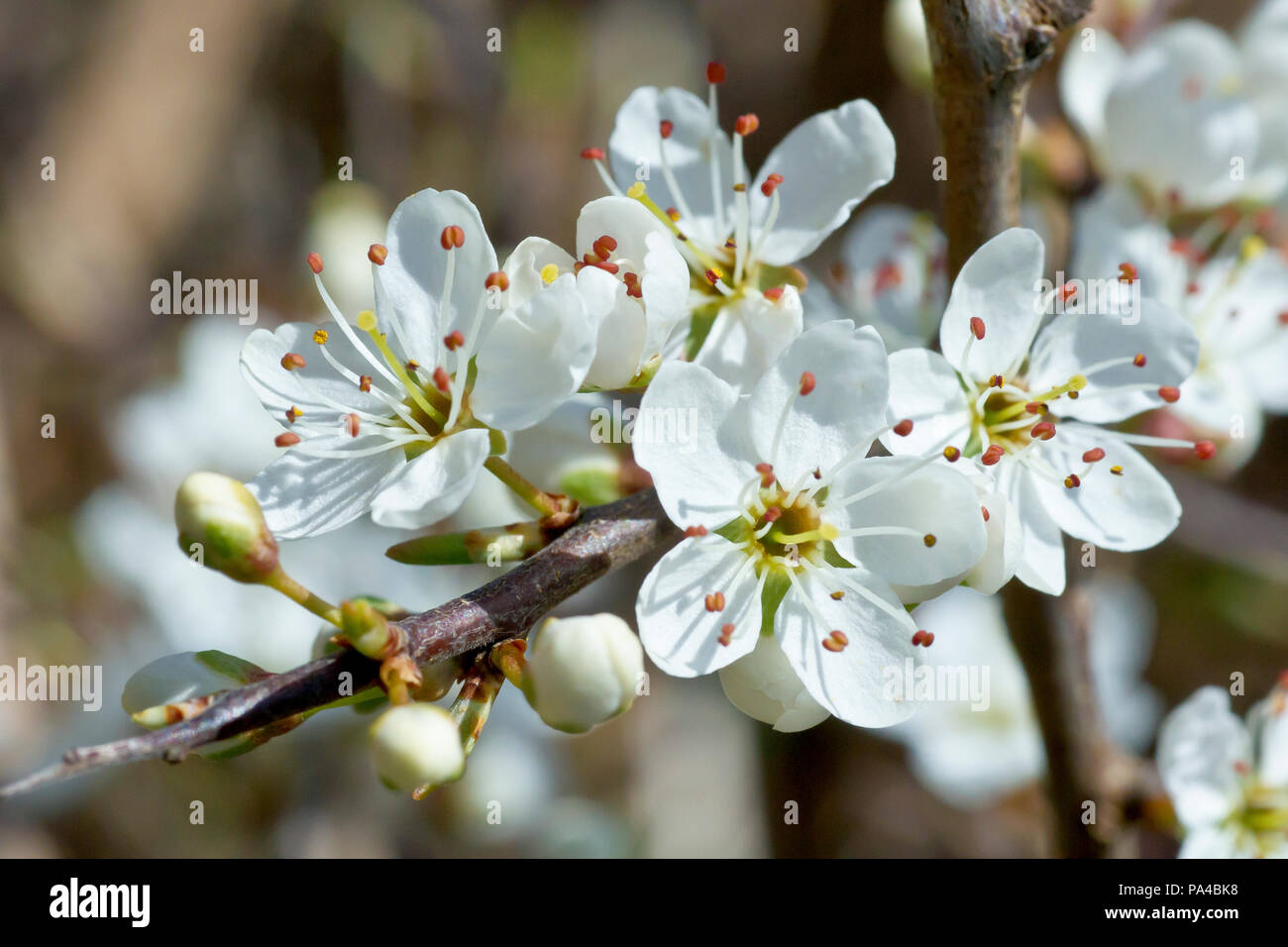 Sloe (prunus spinosa), also known as Blackthorn, close up of a group of ...