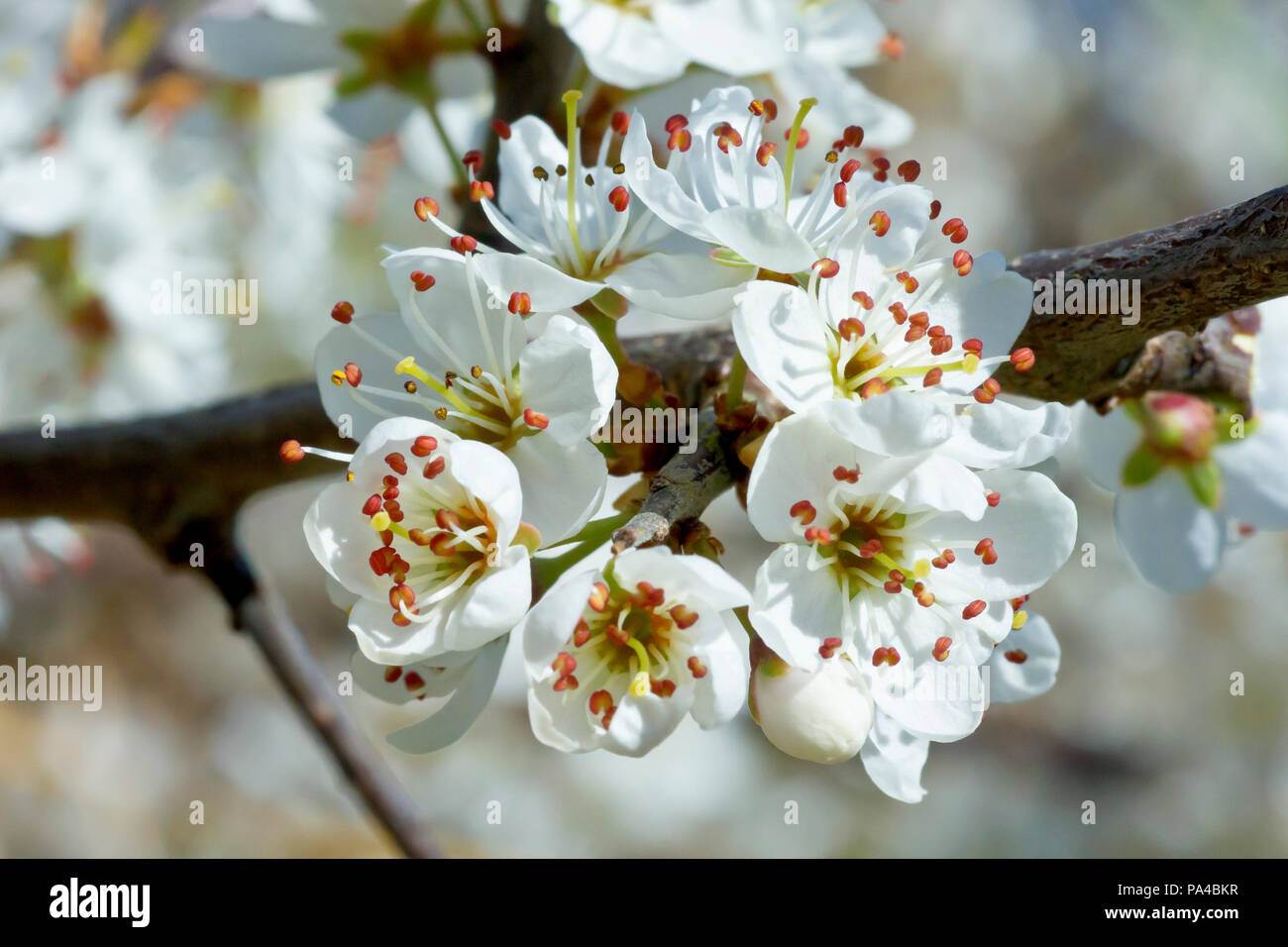 Sloe (prunus spinosa), also known as Blackthorn, close up of a group of ...