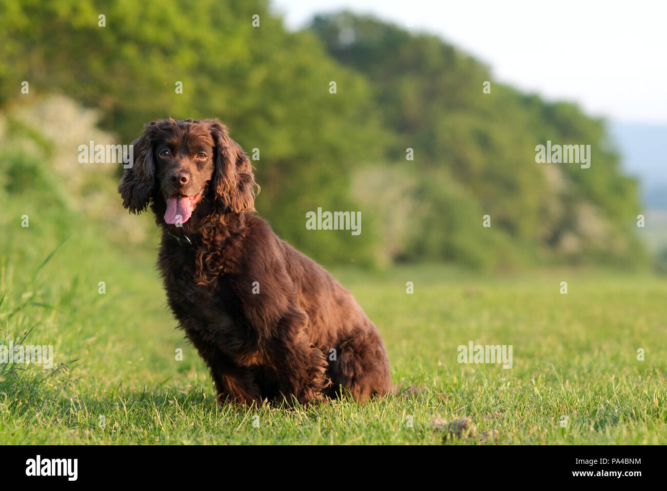 Field spaniel hi-res stock photography and images - Alamy