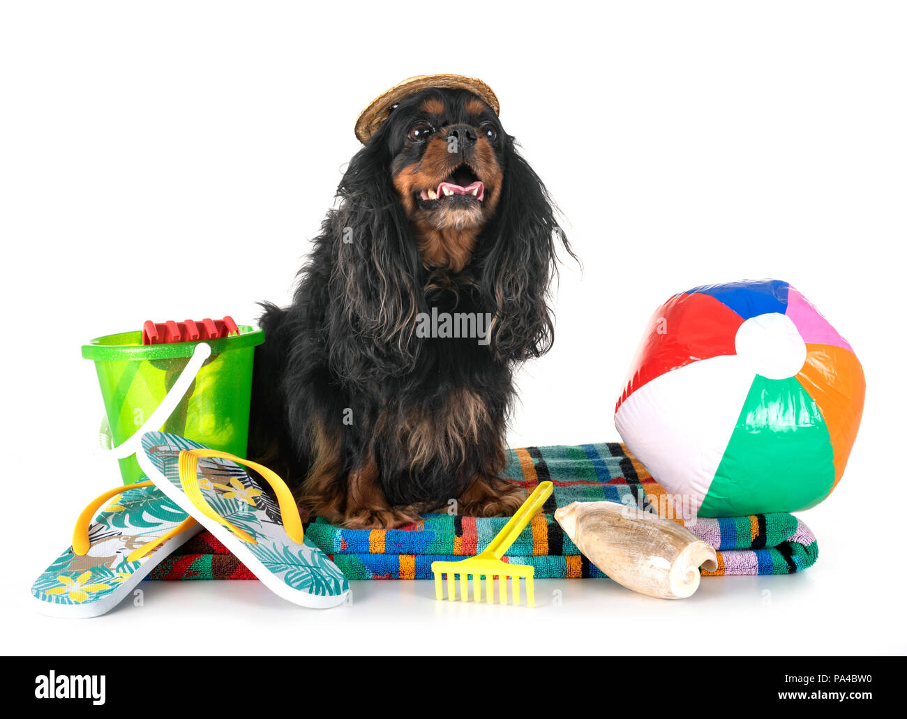 cavalier king charles in front of white background Stock Photo - Alamy