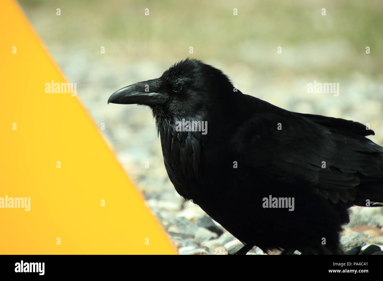 Raven street hi-res stock photography and images - Alamy