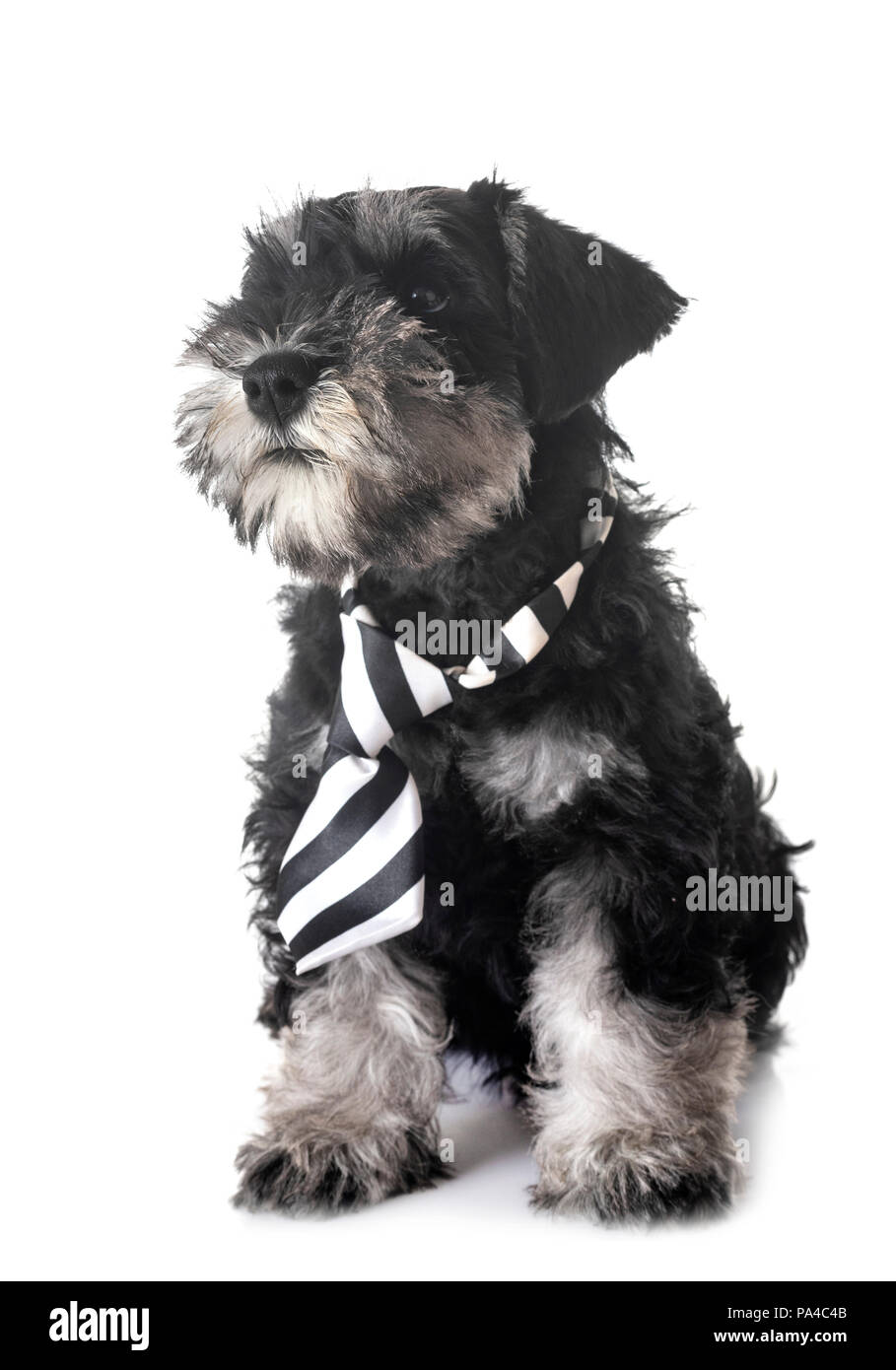 puppy miniature schnauzer in front of white background Stock Photo - Alamy