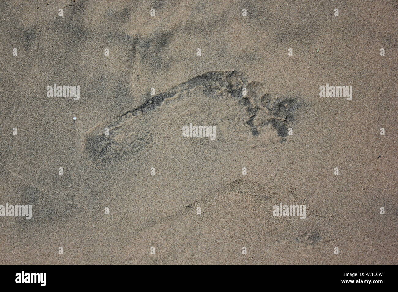 One footprint in the same at Chicago's Montrose Avenue Dog Beach on a ...