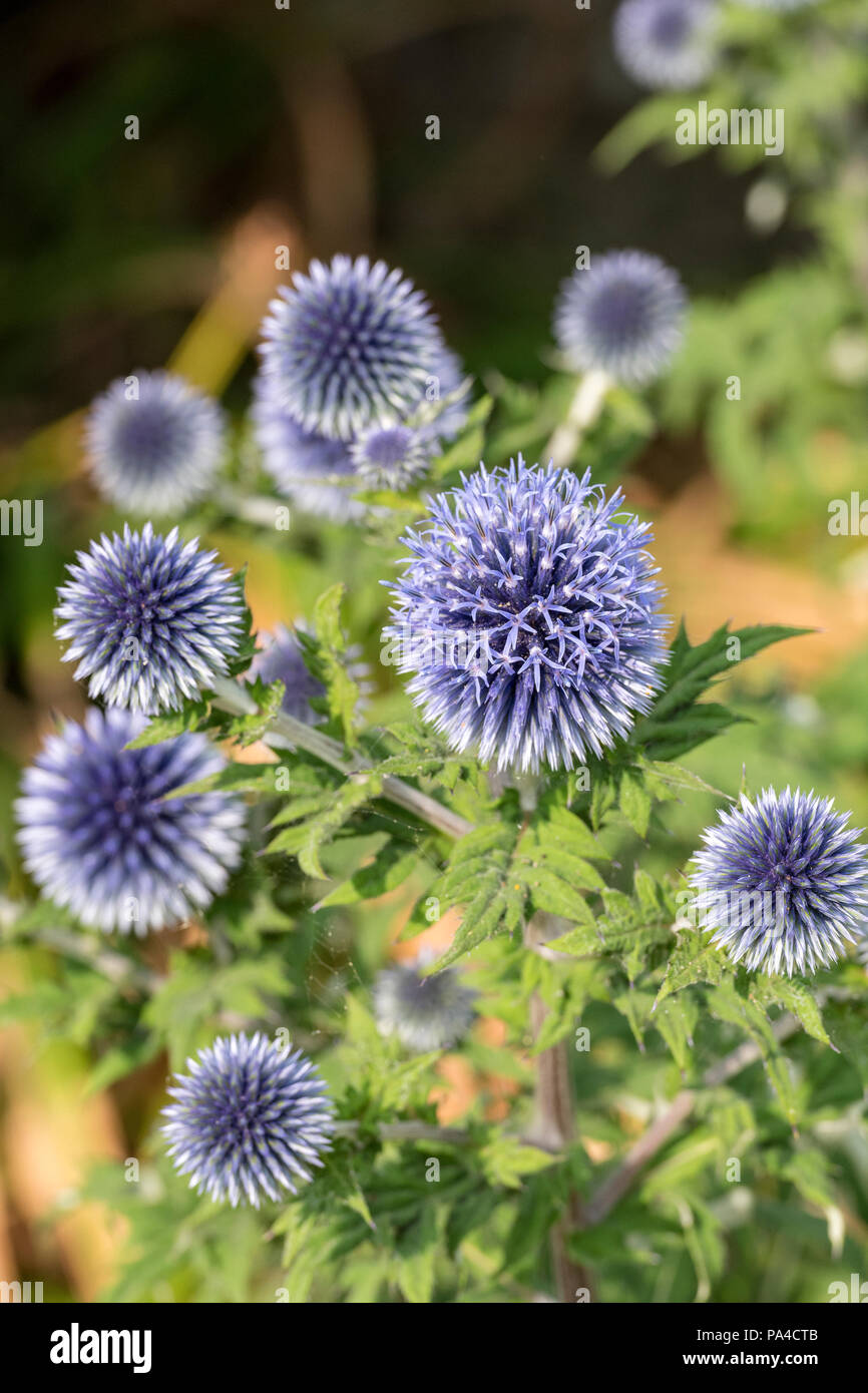 Blue thistles Echinops bannaticus in flower, blue globe thistle, Hungarian globe thistle Stock ...