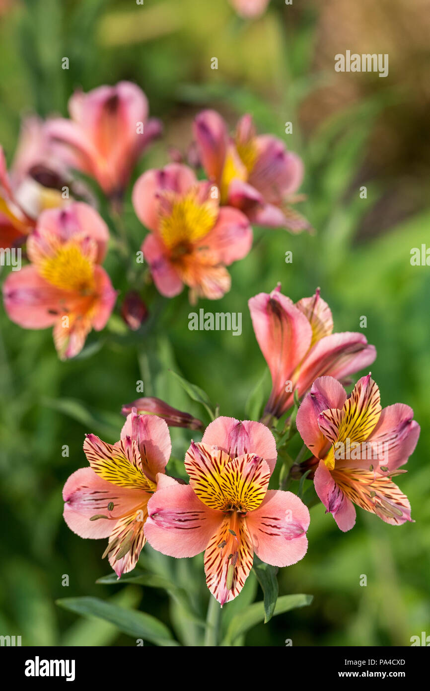 Peruvian lilies alstroemeria in full bloom with clusters of flowers ...