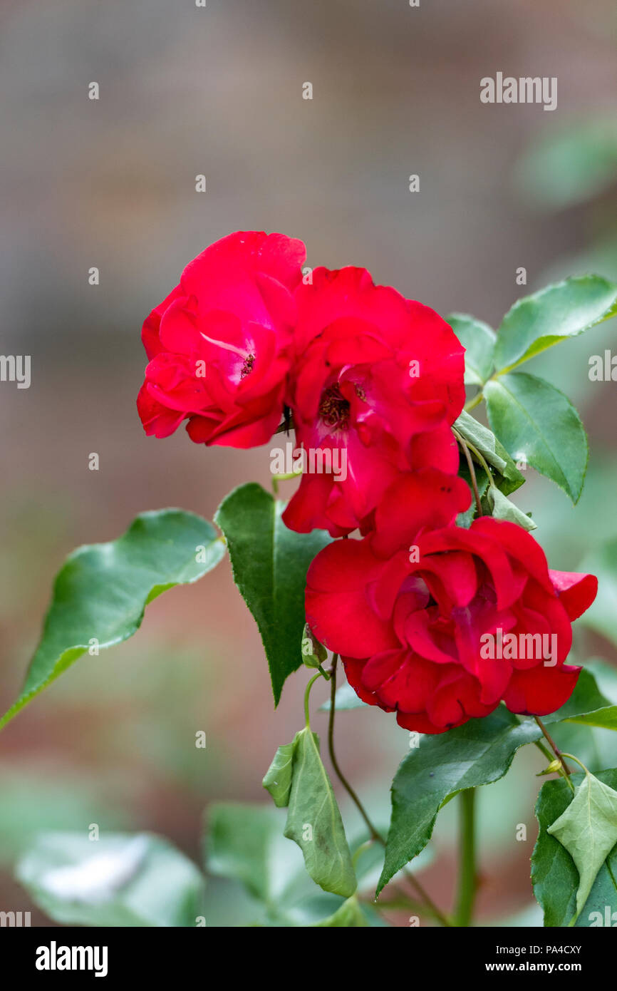 Delicate deep red roses in full bloom in a garden border Stock Photo ...