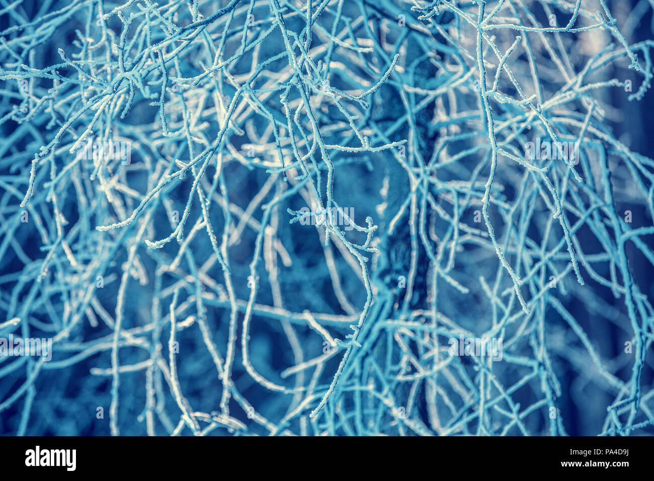 Branches of the tree covered with rime. Natural winter background ...