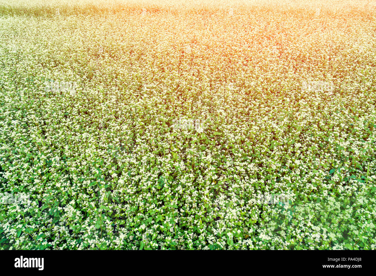 Buckwheat field hi-res stock photography and images - Alamy