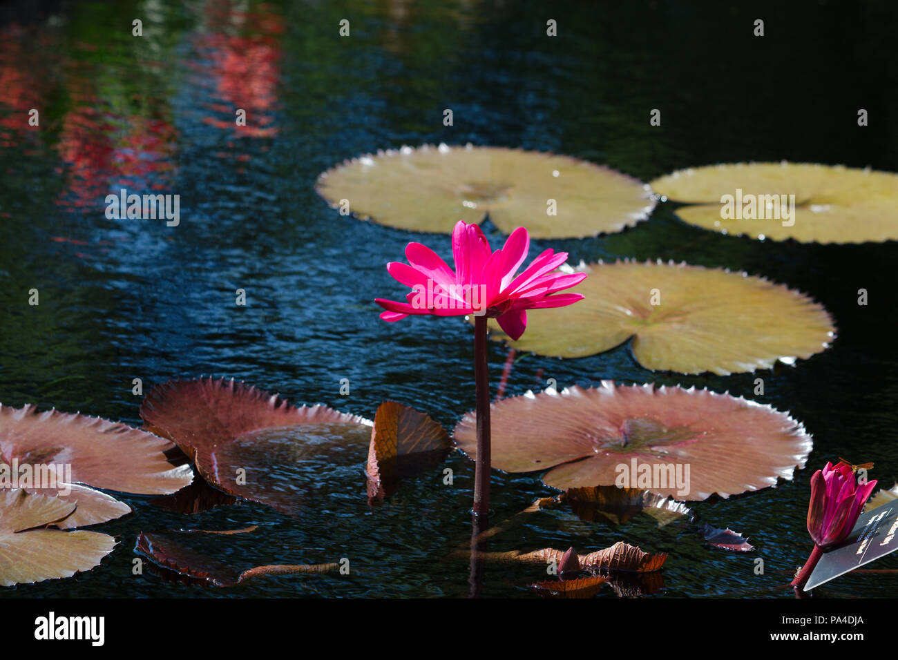 Water Lily landscape Stock Photo - Alamy