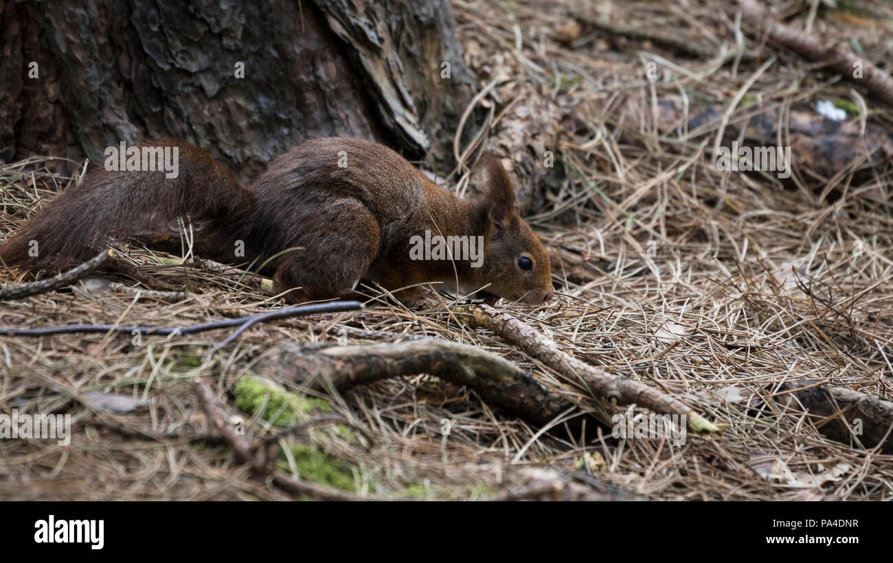 Red Squirrel Scavenging, Formby UK - Endangered Species Stock Photo - Alamy