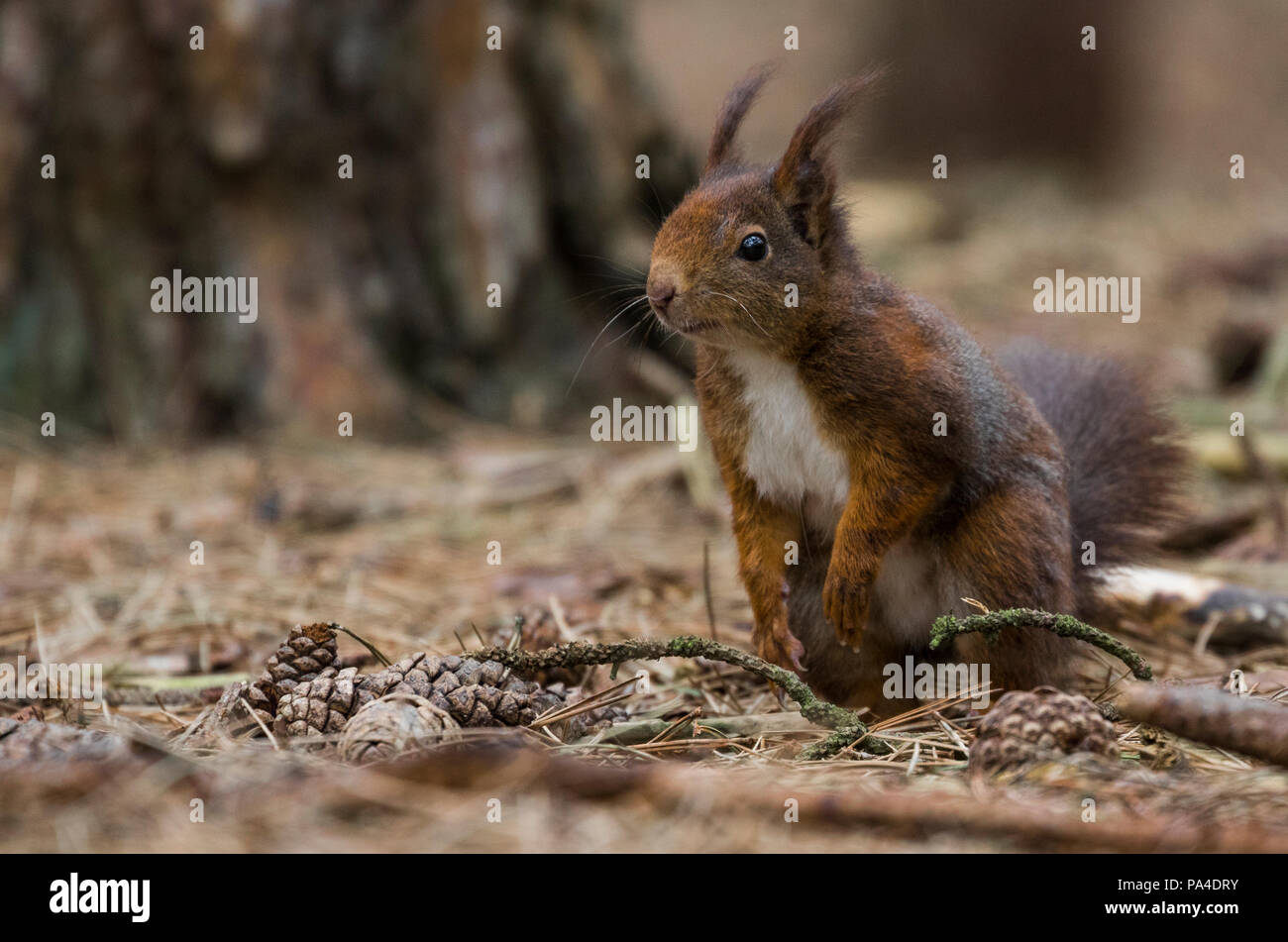 Red Squirrel Scavenging, Formby UK - Endangered Species Stock Photo - Alamy