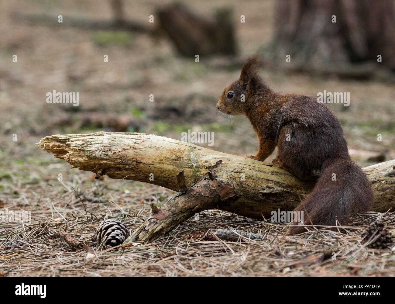 Red Squirrel Scavenging, Formby UK - Endangered Species Stock Photo - Alamy