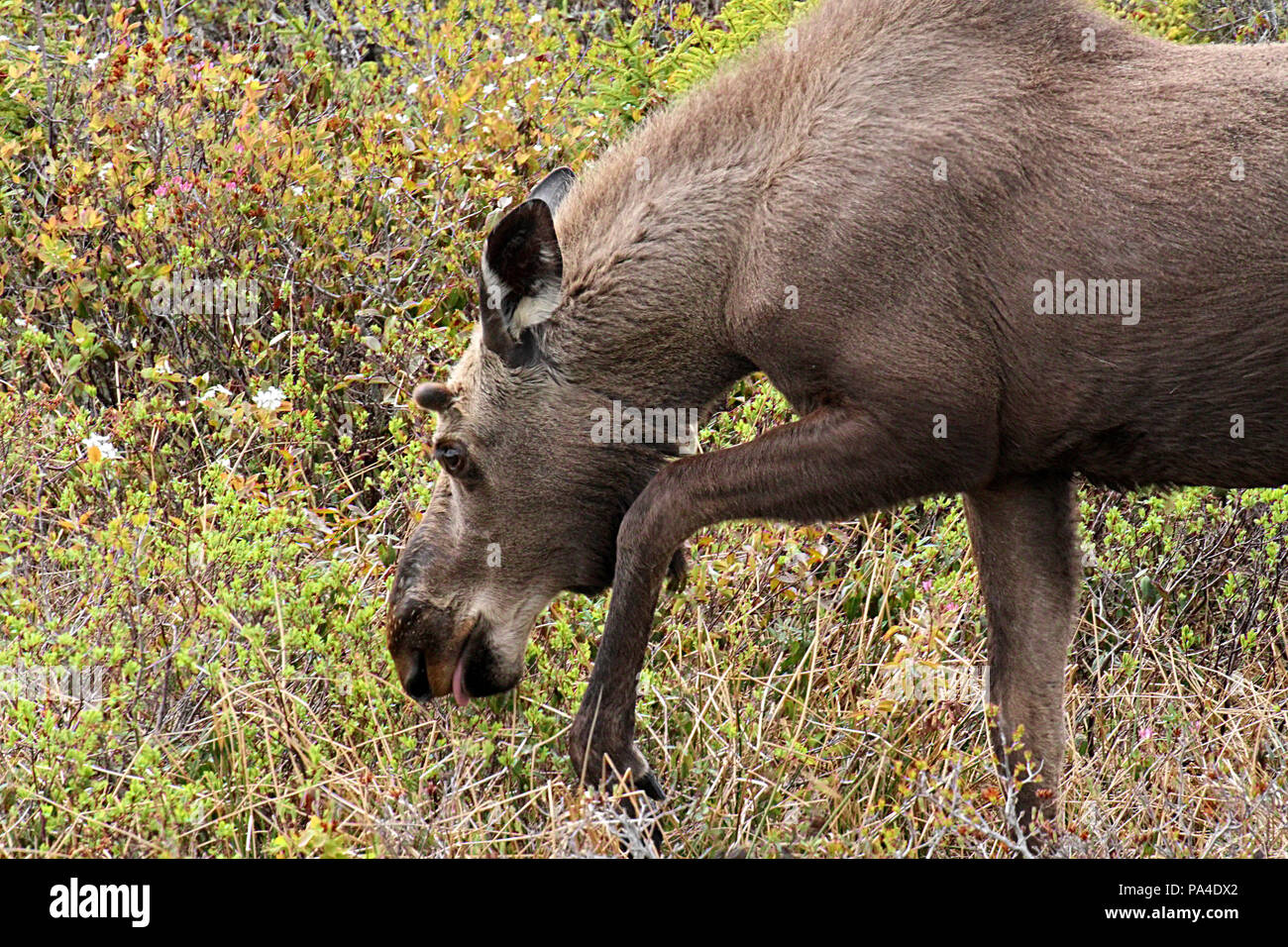 Wildlife, Moose calf. Alces alces. Travelogue, Travel Newfoundland ...