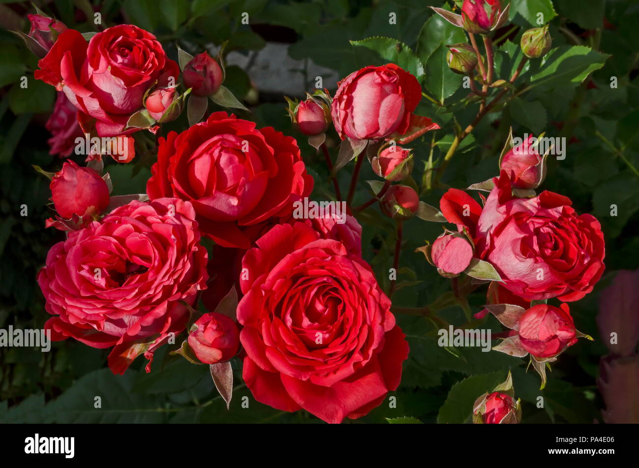 Red rose bush in bloom at natural outdoor garden, district Drujba ...