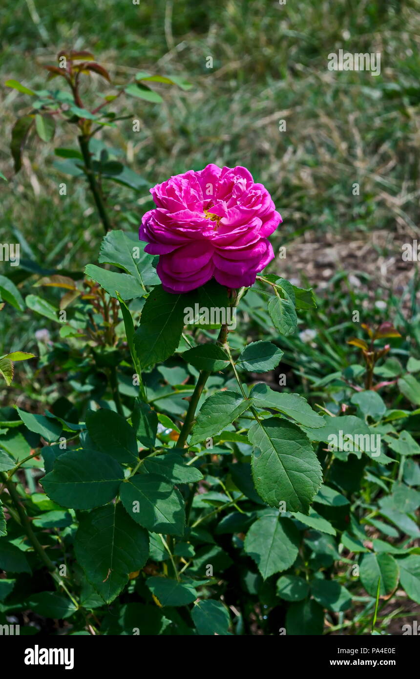 Pink rose bush in bloom at natural outdoor garden, district Drujba ...