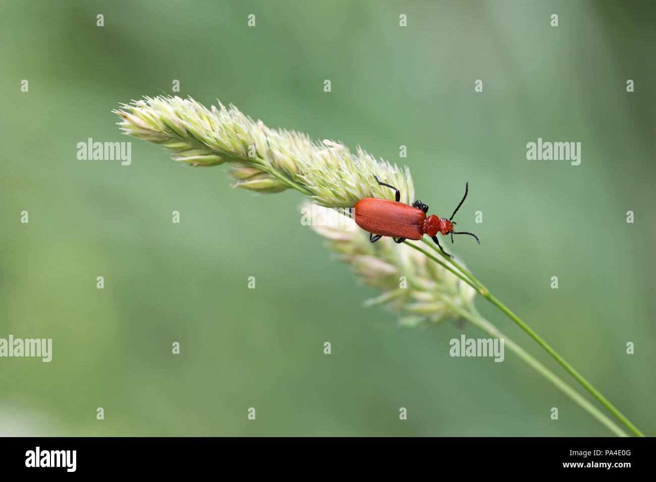 Red cardinal beetles hi-res stock photography and images - Alamy
