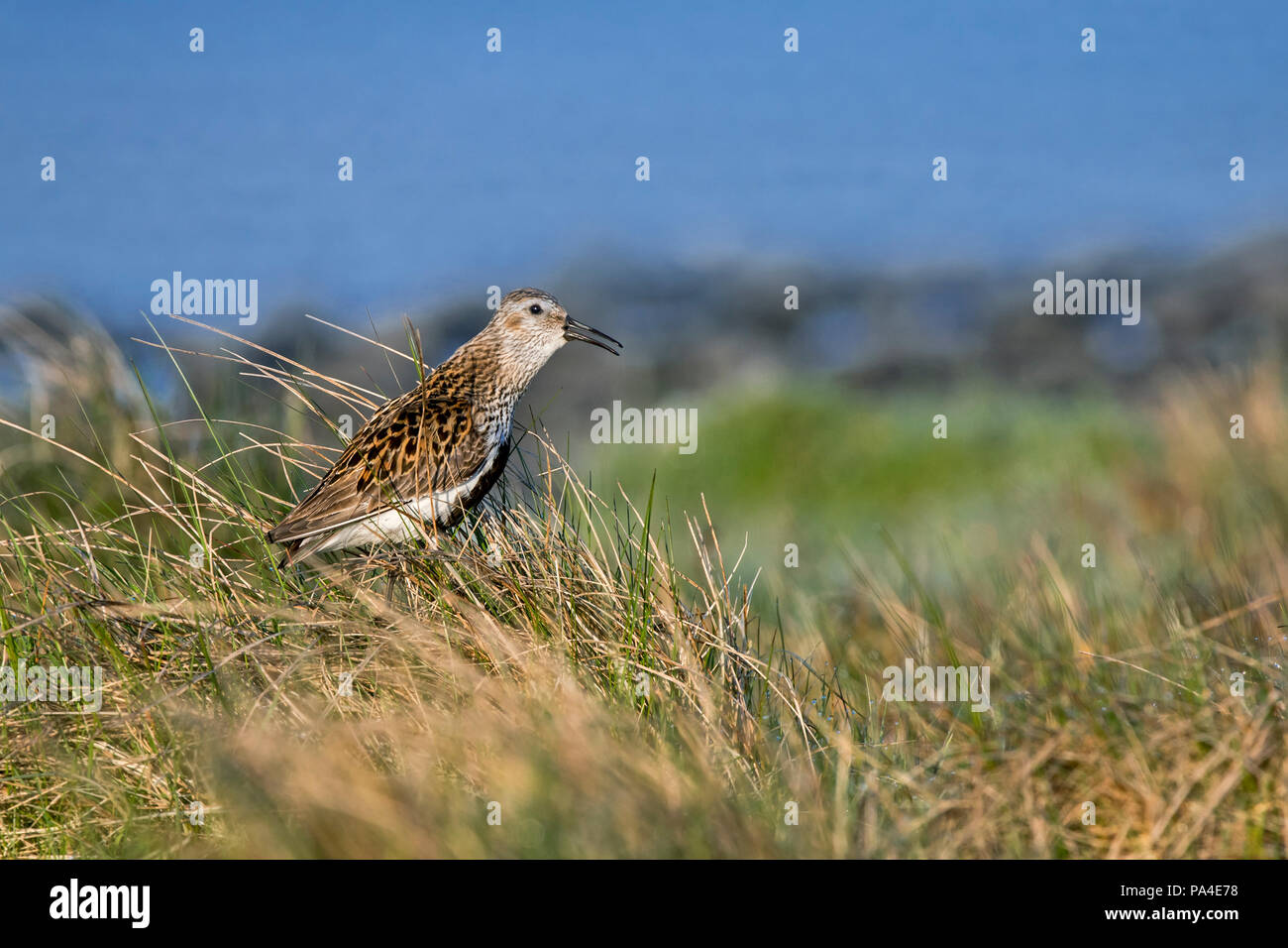 Dunlin bird uk moorland hi-res stock photography and images - Alamy
